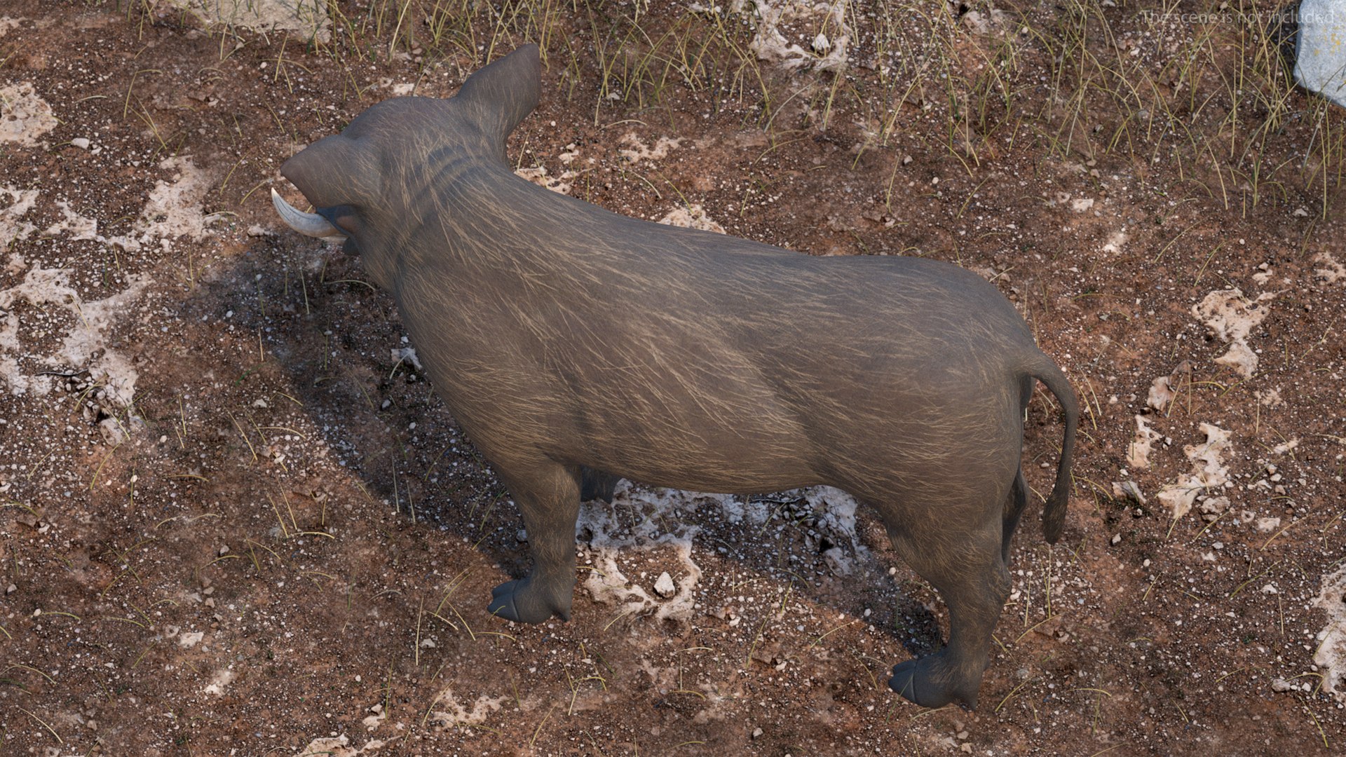 African Boar Standing Pose 3D Model - TurboSquid 2220666