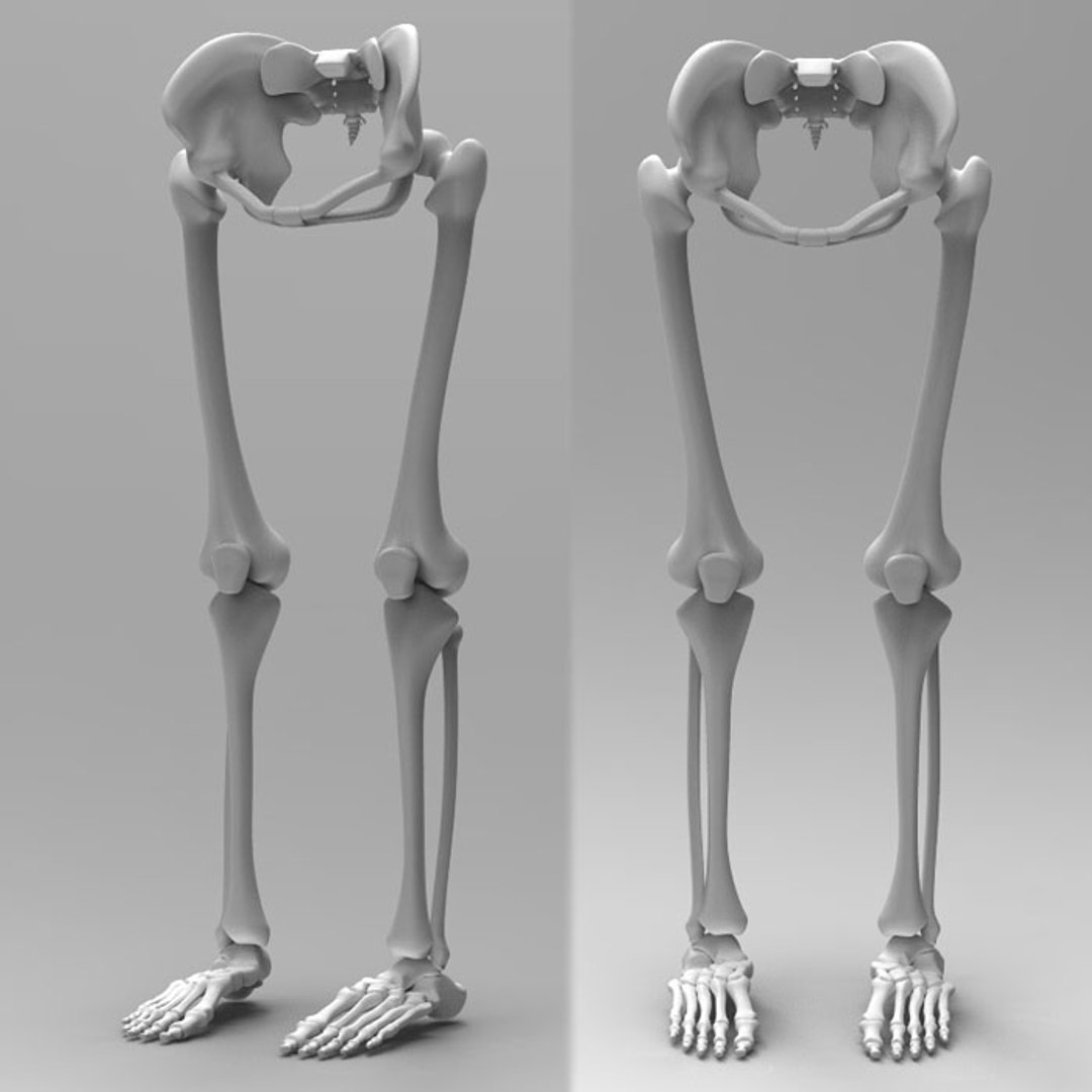 human leg skeleton 3d model