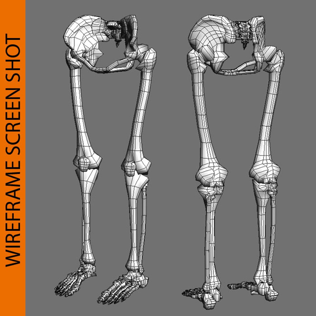 human leg skeleton 3d model