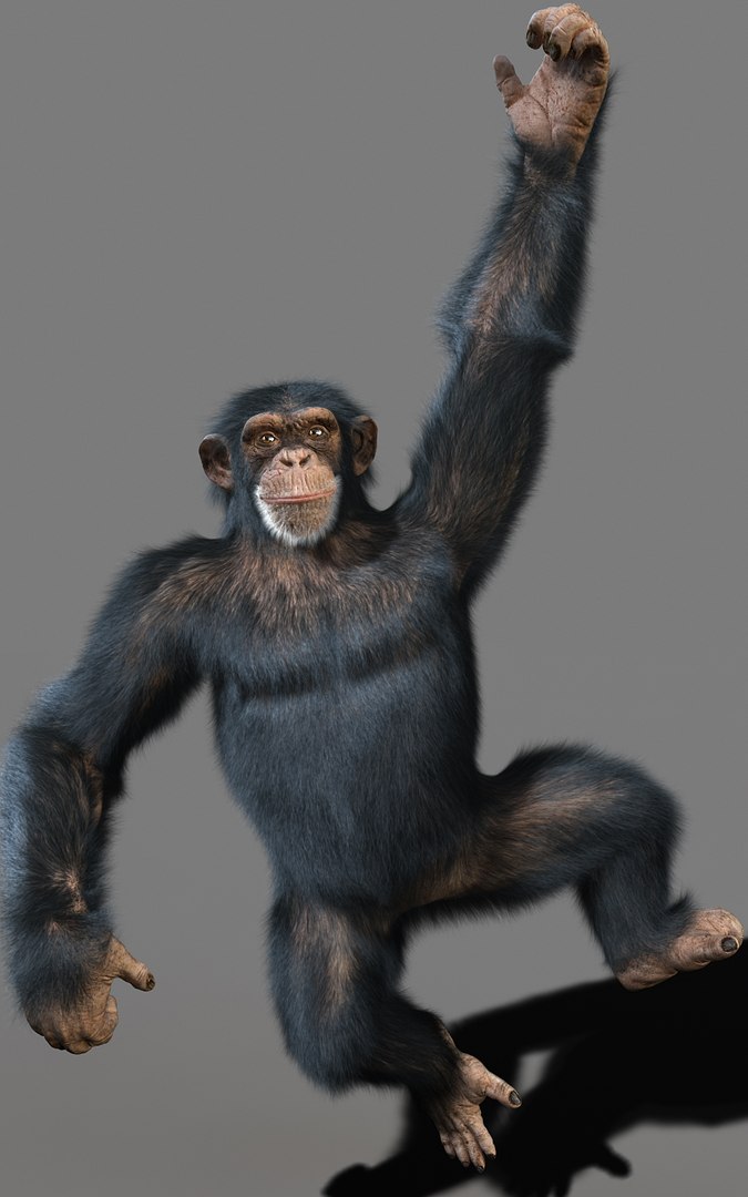 Chimpanzee Animation X