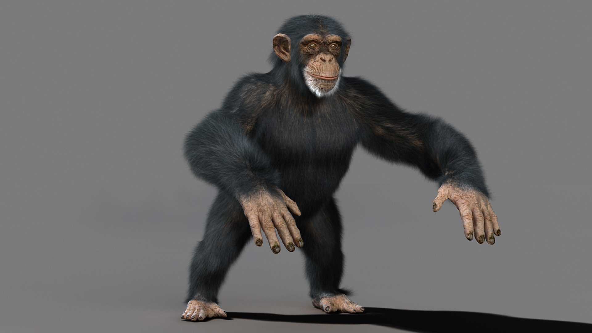 Chimpanzee Animation X