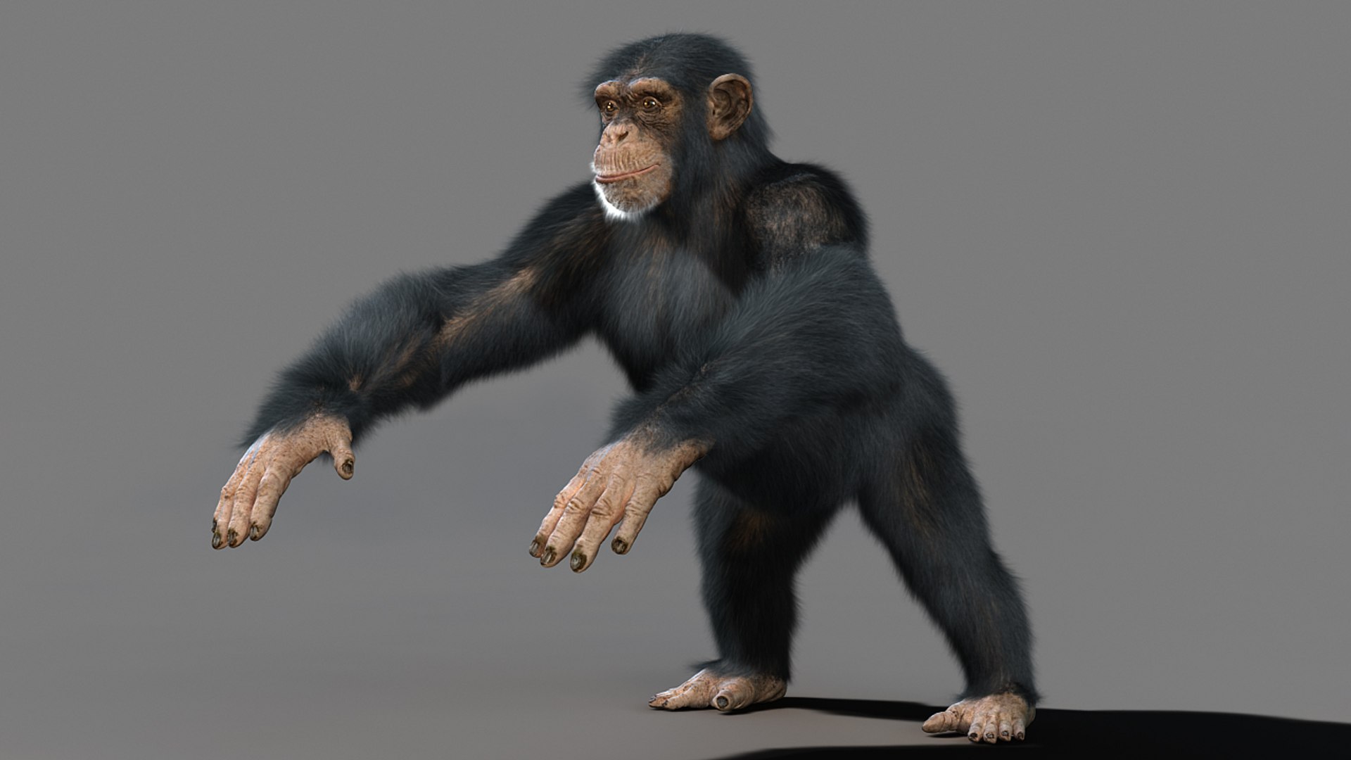 Chimpanzee Animation X