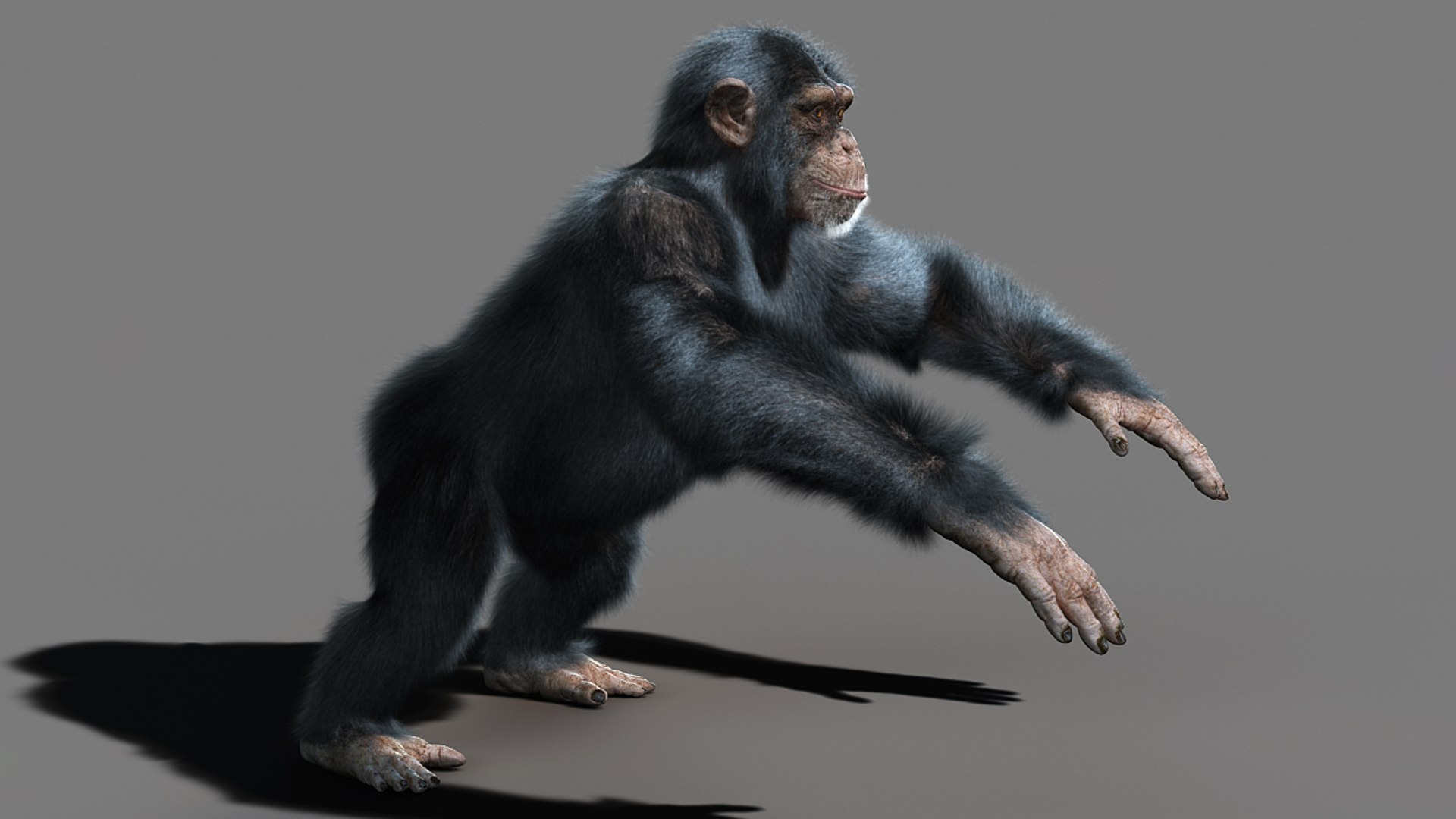 Chimpanzee Animation X