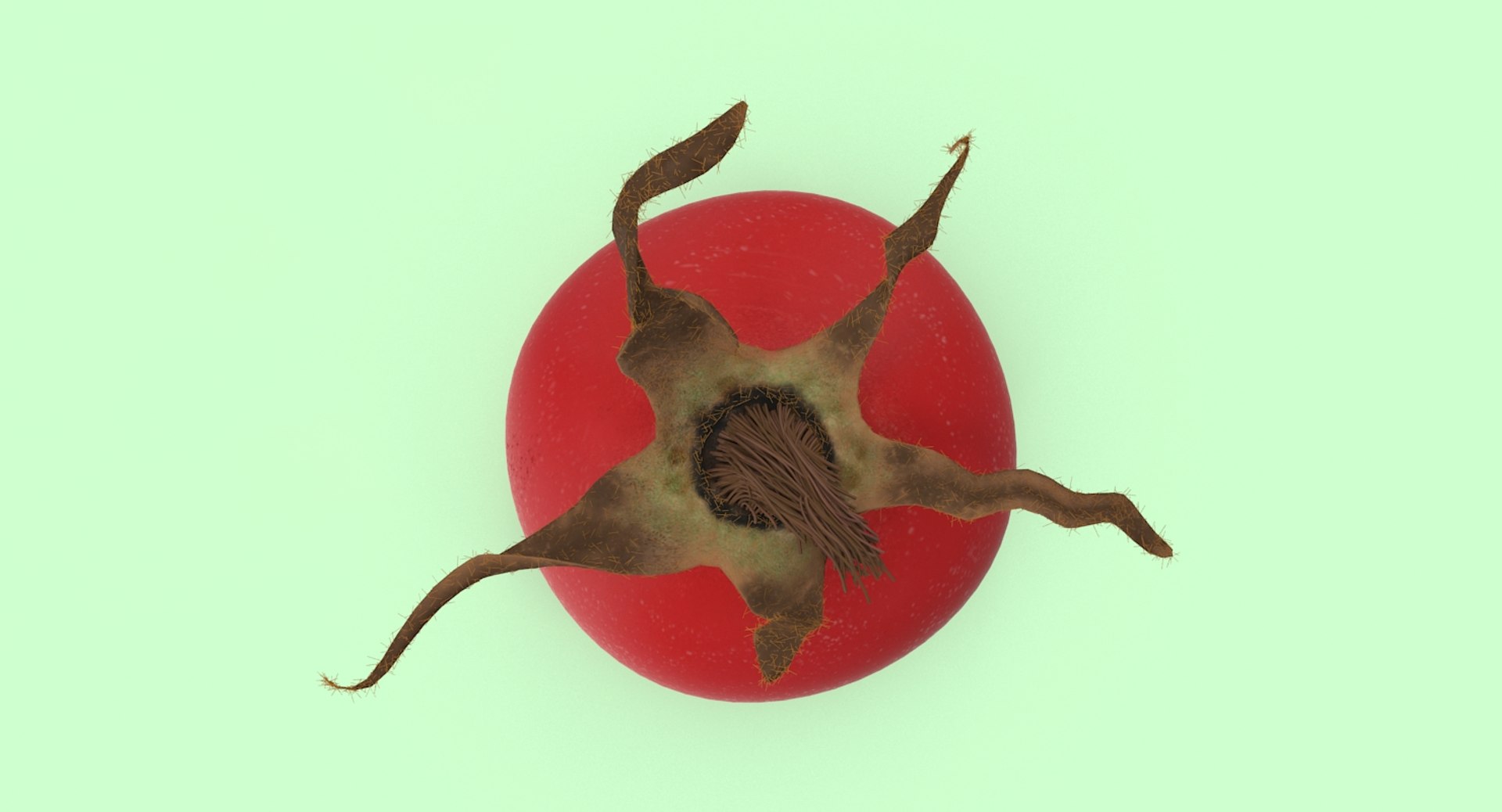 Rose Hip 3d Model
