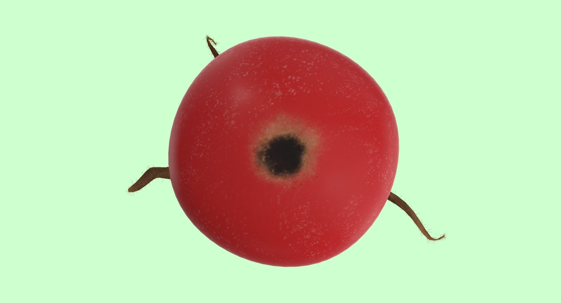Rose Hip 3d Model