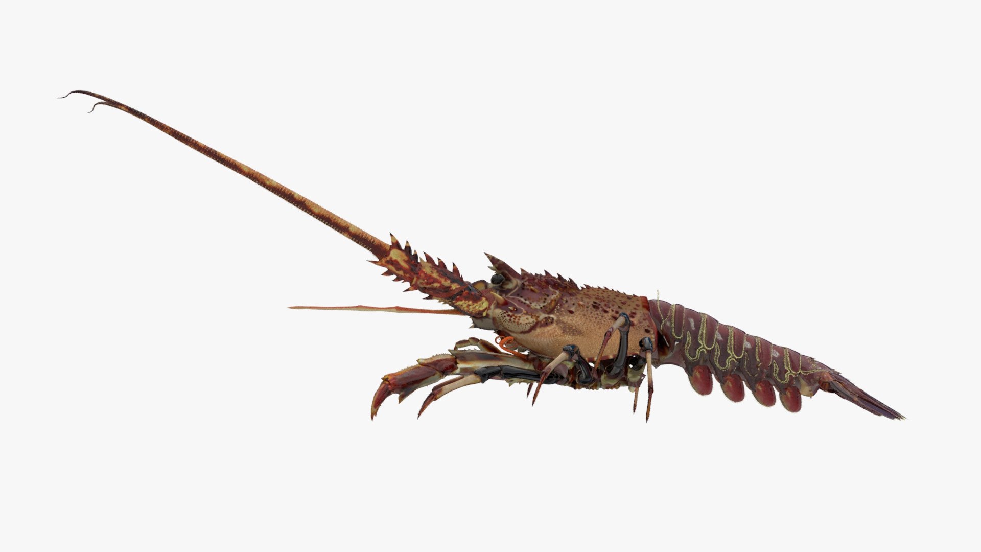 Realistic Lobster 3D Model - TurboSquid 1953513
