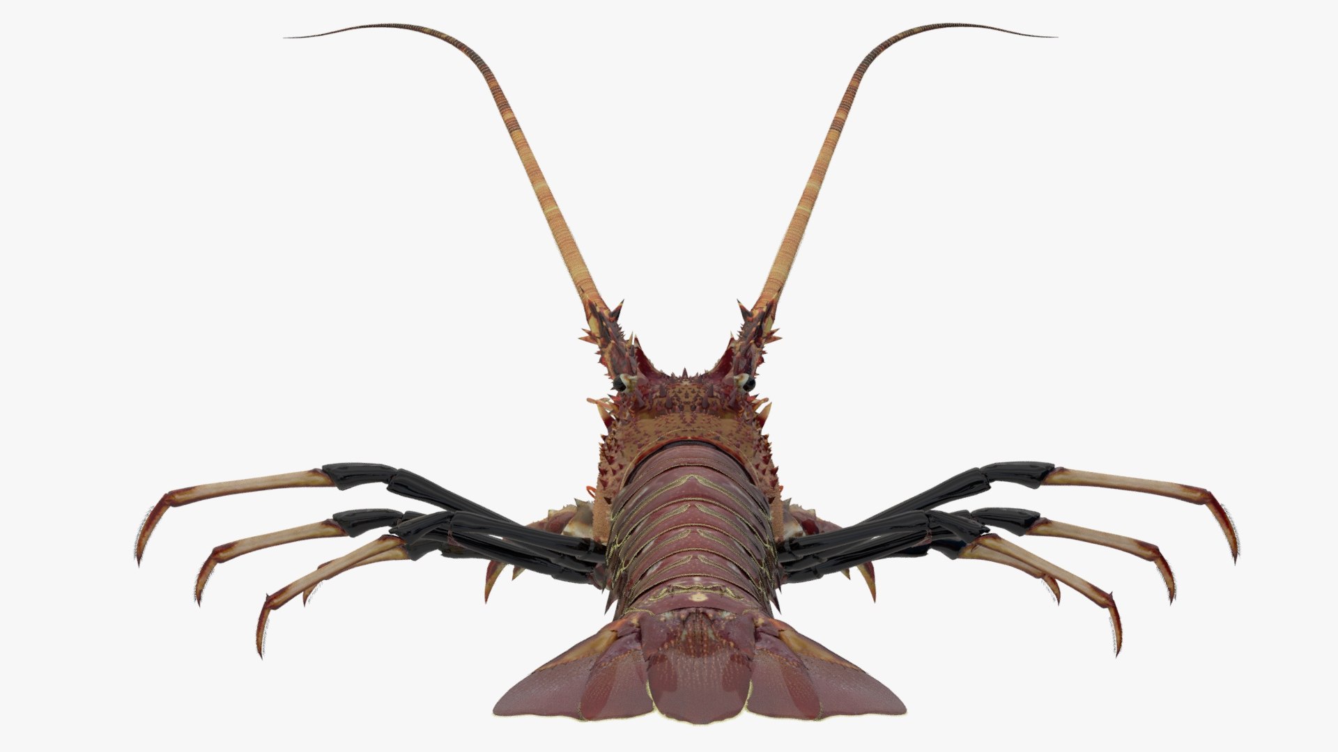 Realistic Lobster 3D Model - TurboSquid 1953513