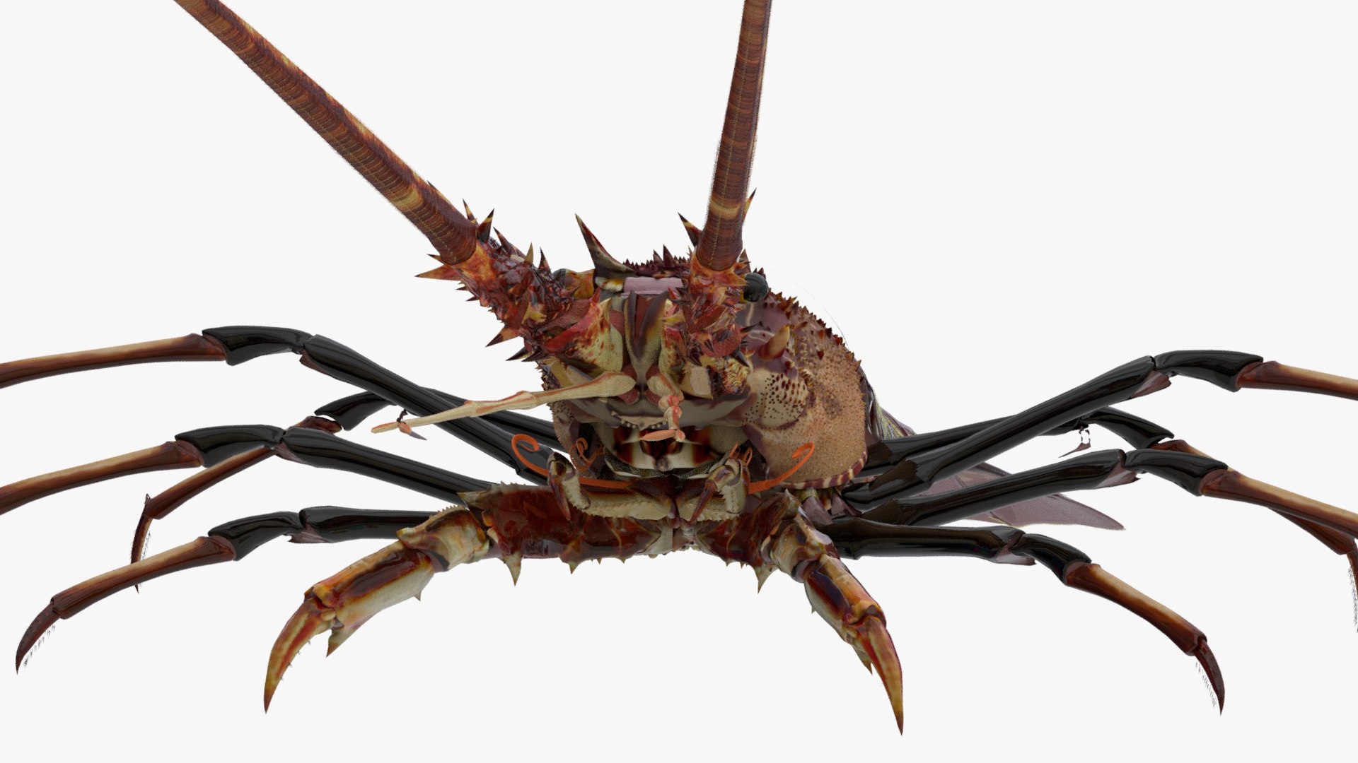 Realistic Lobster 3D Model - TurboSquid 1953513