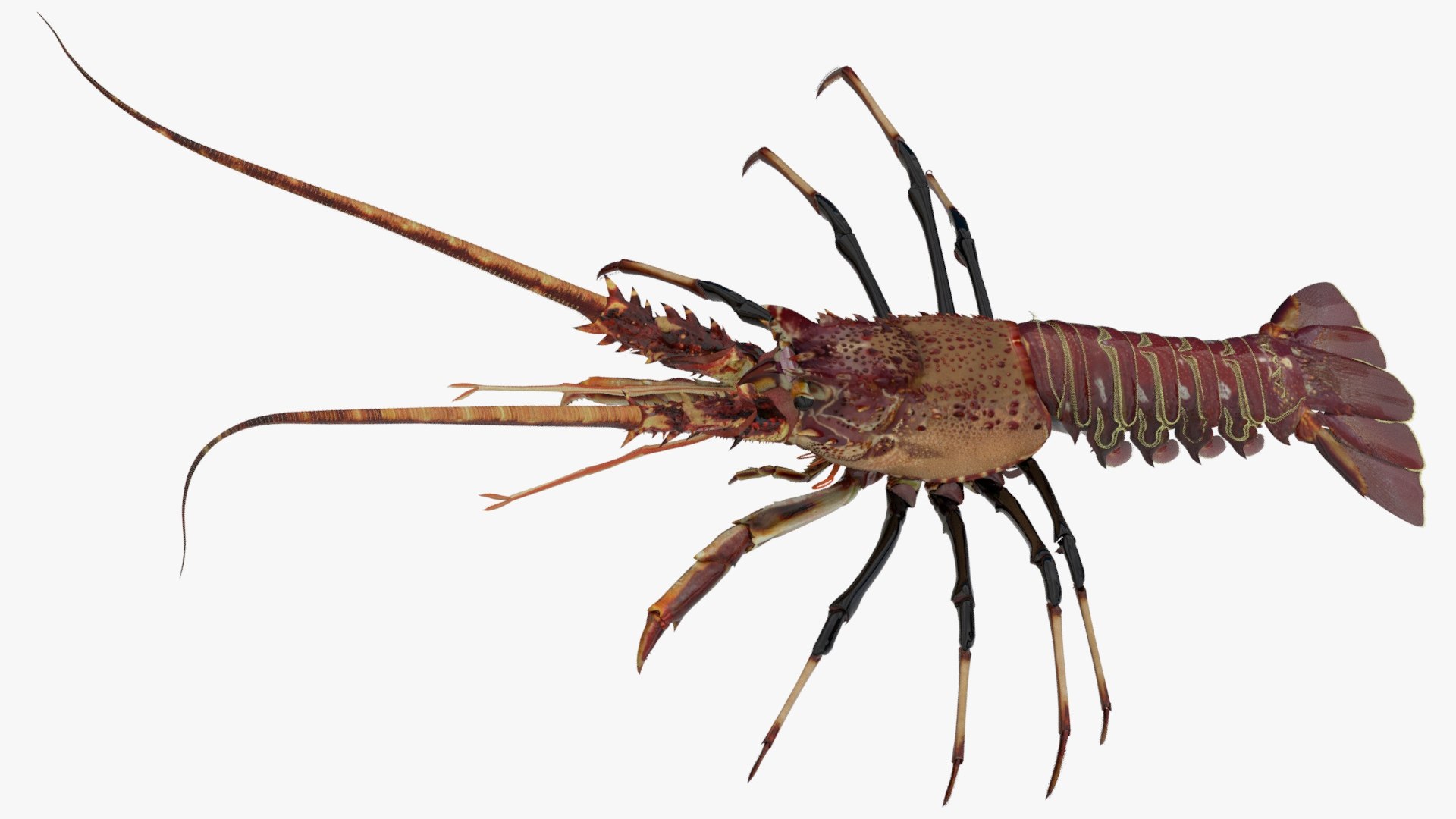 Realistic Lobster 3D Model - TurboSquid 1953513