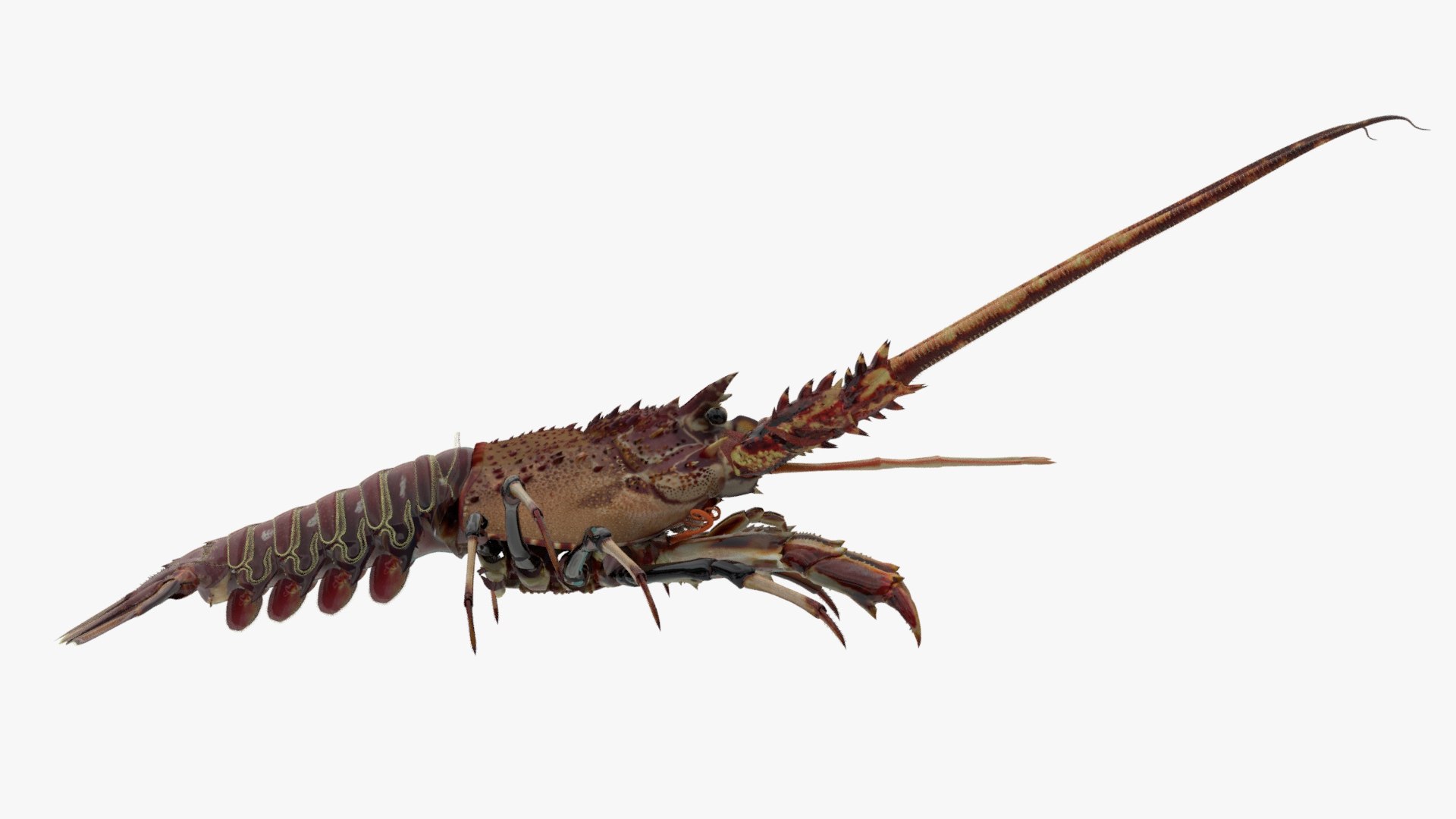 Realistic Lobster 3D Model - TurboSquid 1953513