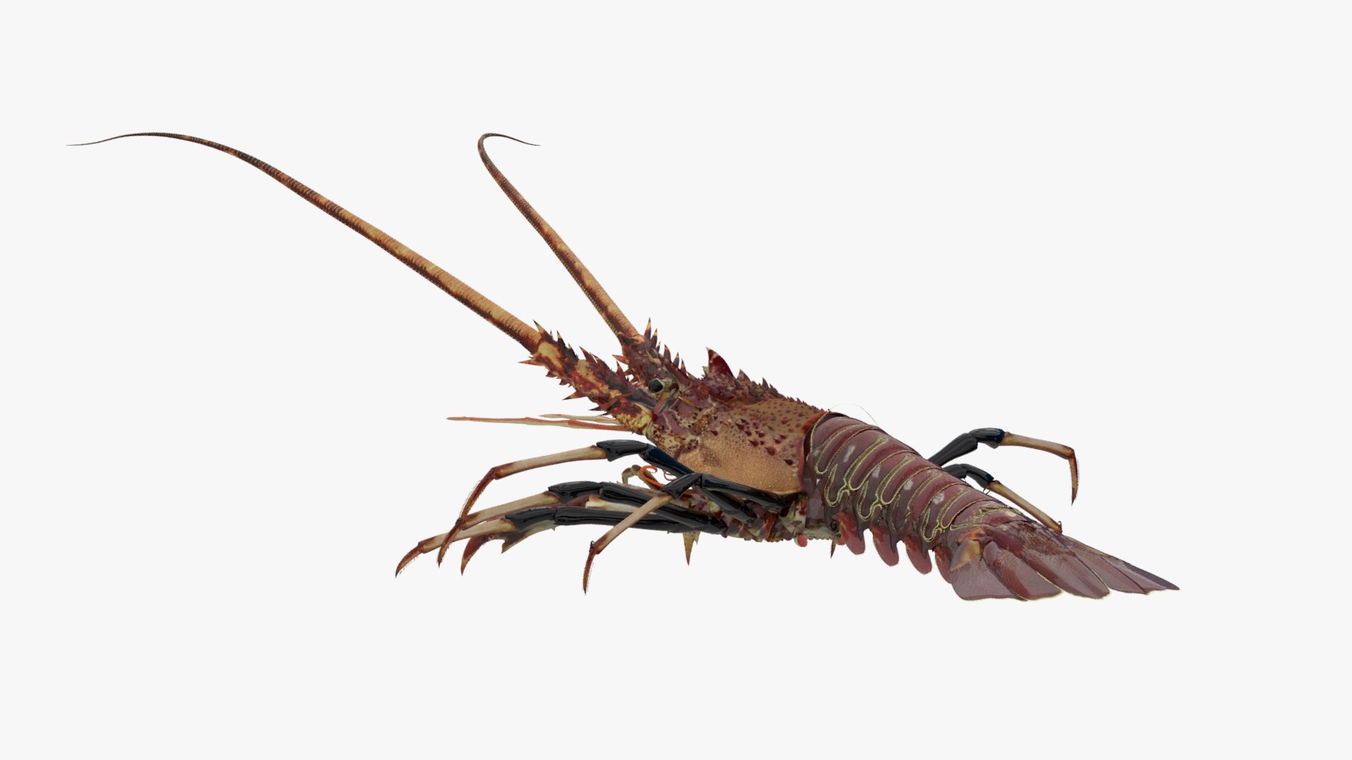 Realistic Lobster 3D Model - TurboSquid 1953513