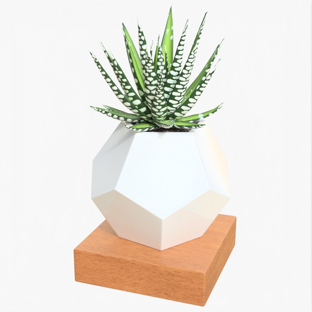 Succulent 01 A 3D - TurboSquid 1987471