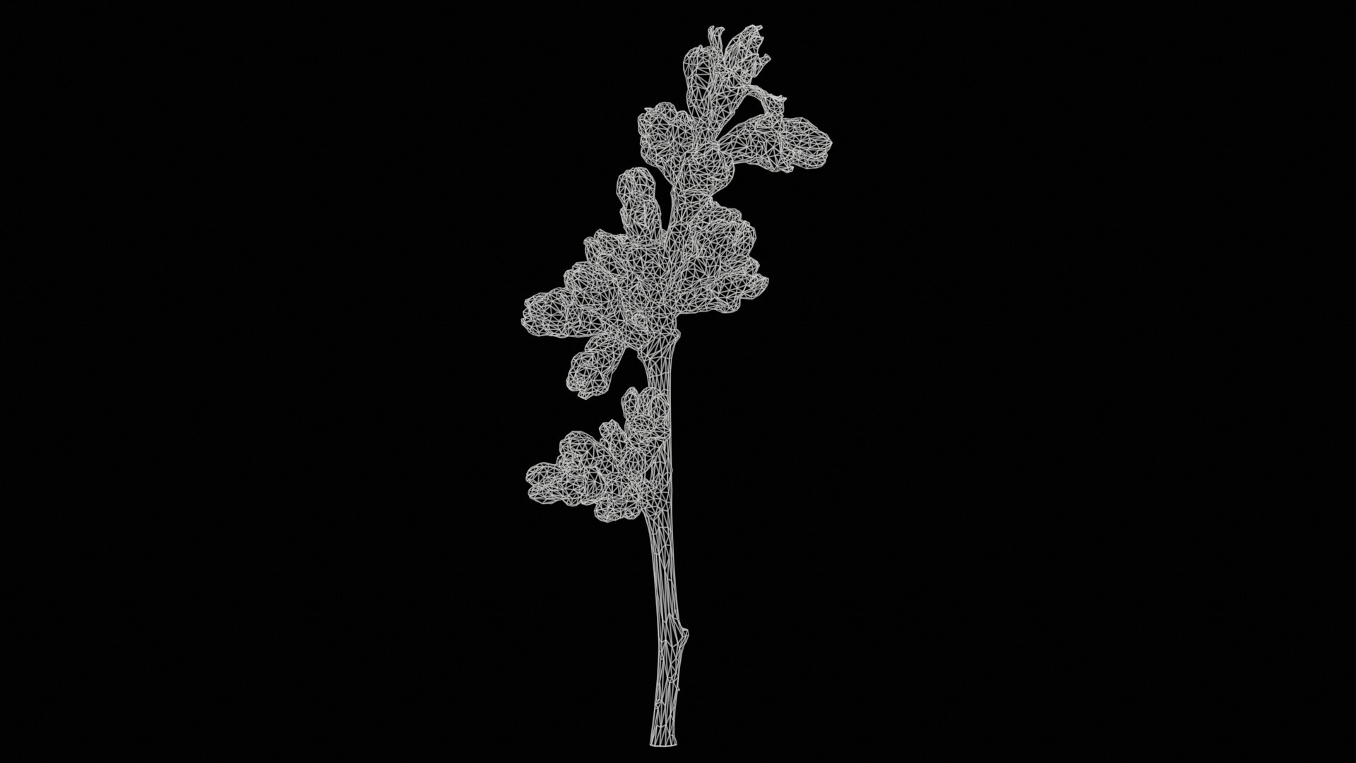 3D Umlmus Glabra Huds Wych Elm Ulmaceae Sprout Remastered - TurboSquid ...