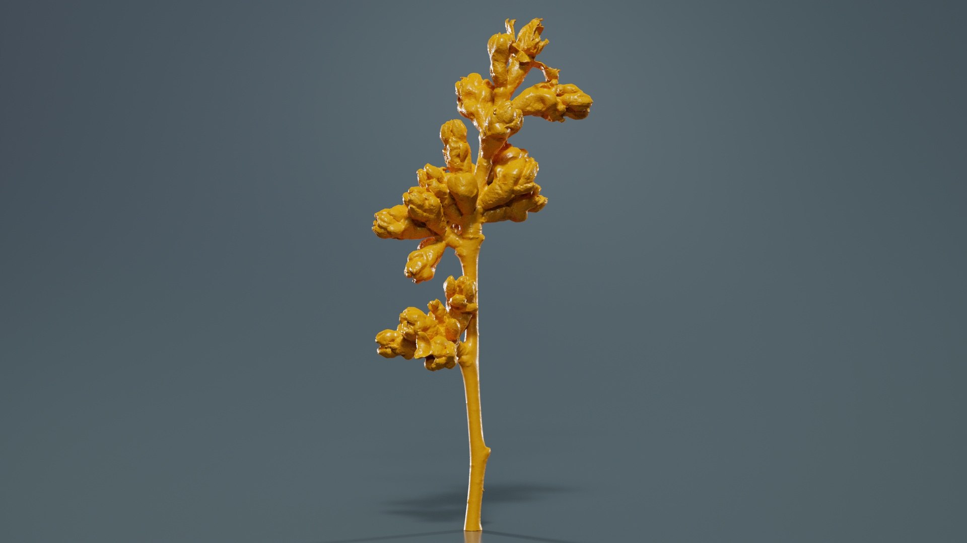 3D Umlmus Glabra Huds Wych Elm Ulmaceae Sprout Remastered - TurboSquid ...