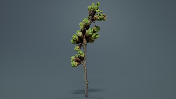 modelo 3d Umlmus glabra Huds Olmo común Ulmaceae Sprout Remasterizado ...