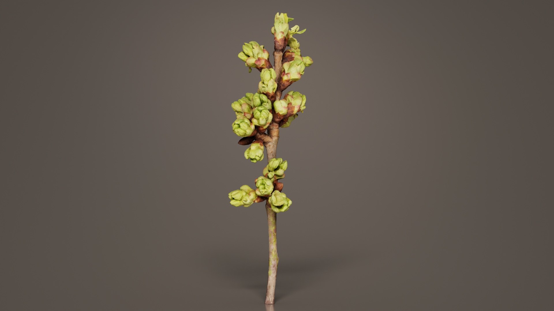 3D Umlmus Glabra Huds Wych Elm Ulmaceae Sprout Remastered - TurboSquid ...