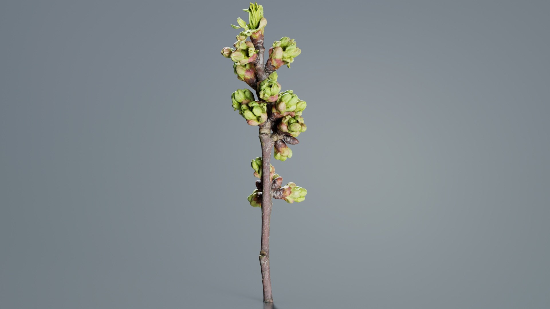 3D Umlmus Glabra Huds Wych Elm Ulmaceae Sprout Remastered - TurboSquid ...