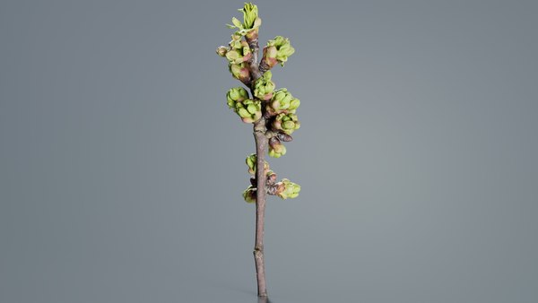 modelo 3d Umlmus glabra Huds Olmo común Ulmaceae Sprout Remasterizado ...