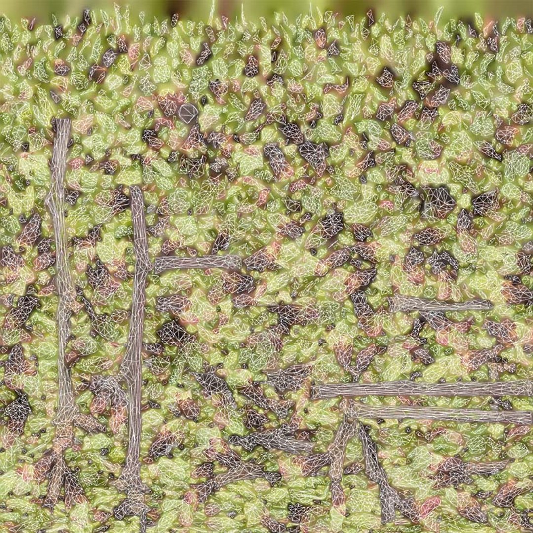 3D Umlmus Glabra Huds Wych Elm Ulmaceae Sprout Remastered - TurboSquid ...