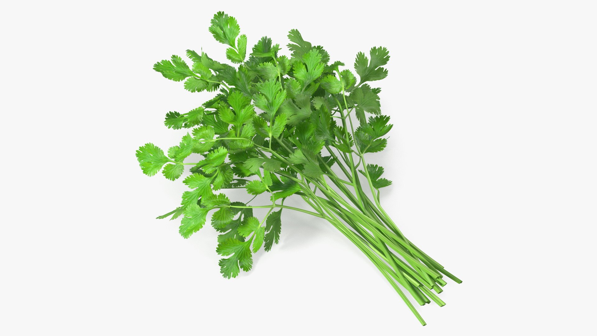 Cilantro Bunch3D模型 - TurboSquid 1881133