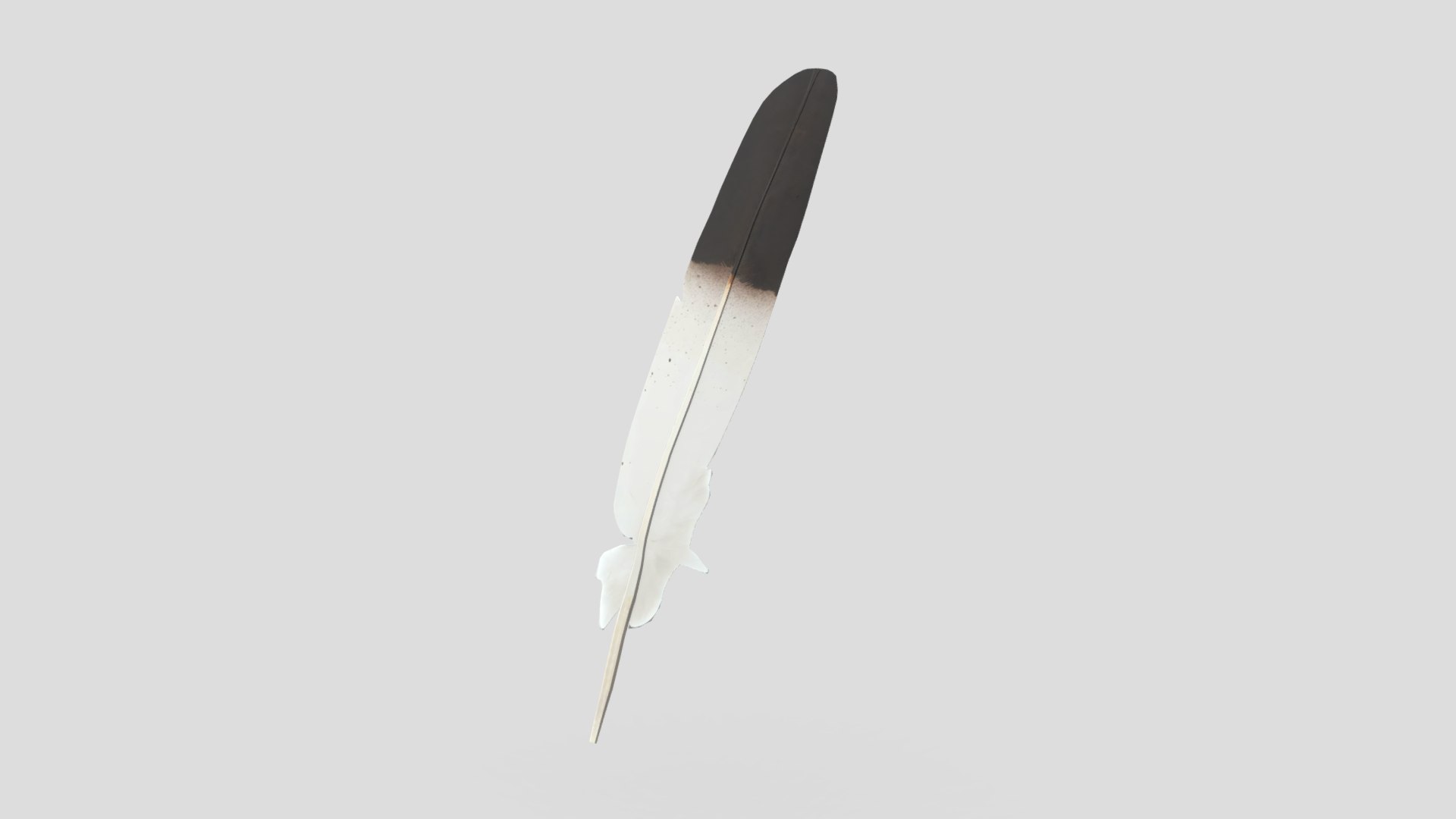 Feather 2 3D Model - TurboSquid 2221151