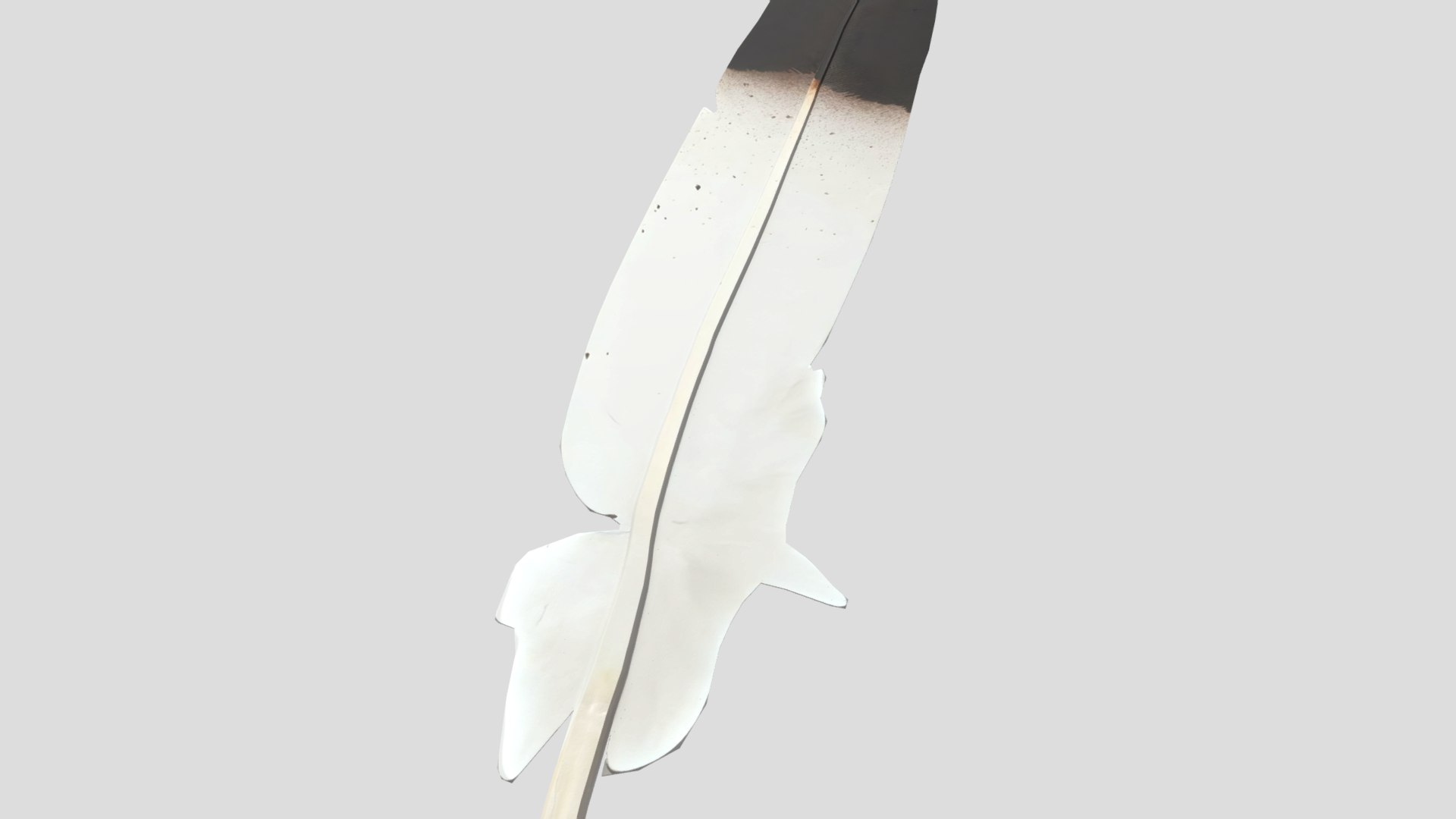 Feather 2 3D Model - TurboSquid 2221151