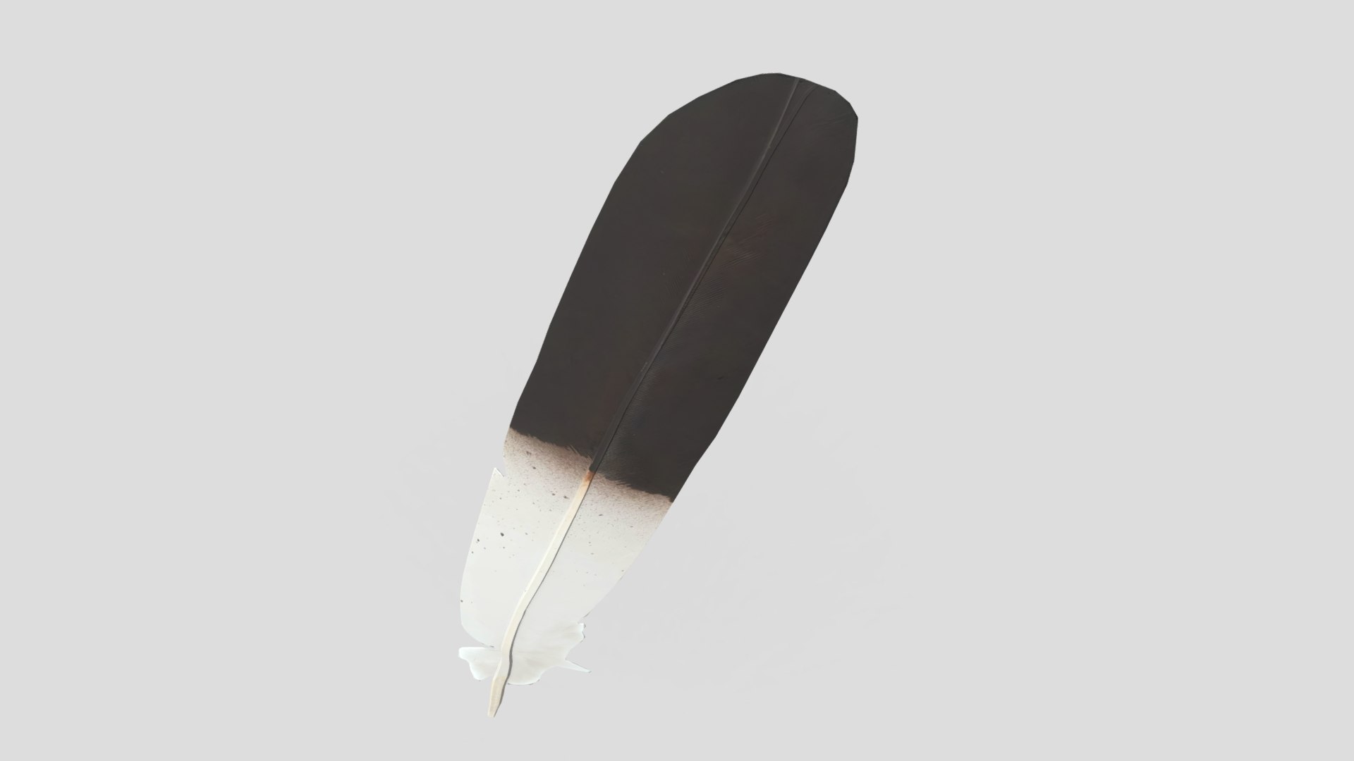 Feather 2 3D Model - TurboSquid 2221151