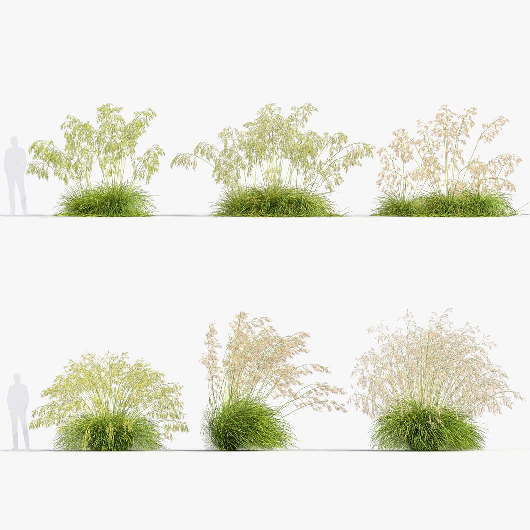 Stipa Gigantea Golden Oat 3D Model 02 3D Model - TurboSquid 2058555