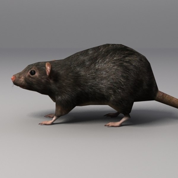 3d model rat