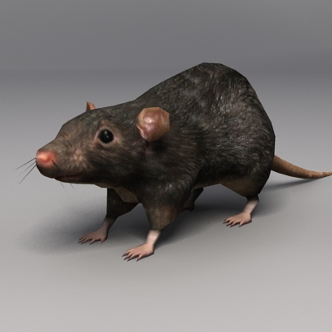 3d model rat