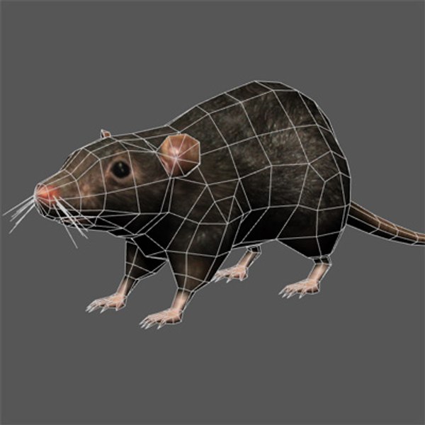 3d model rat