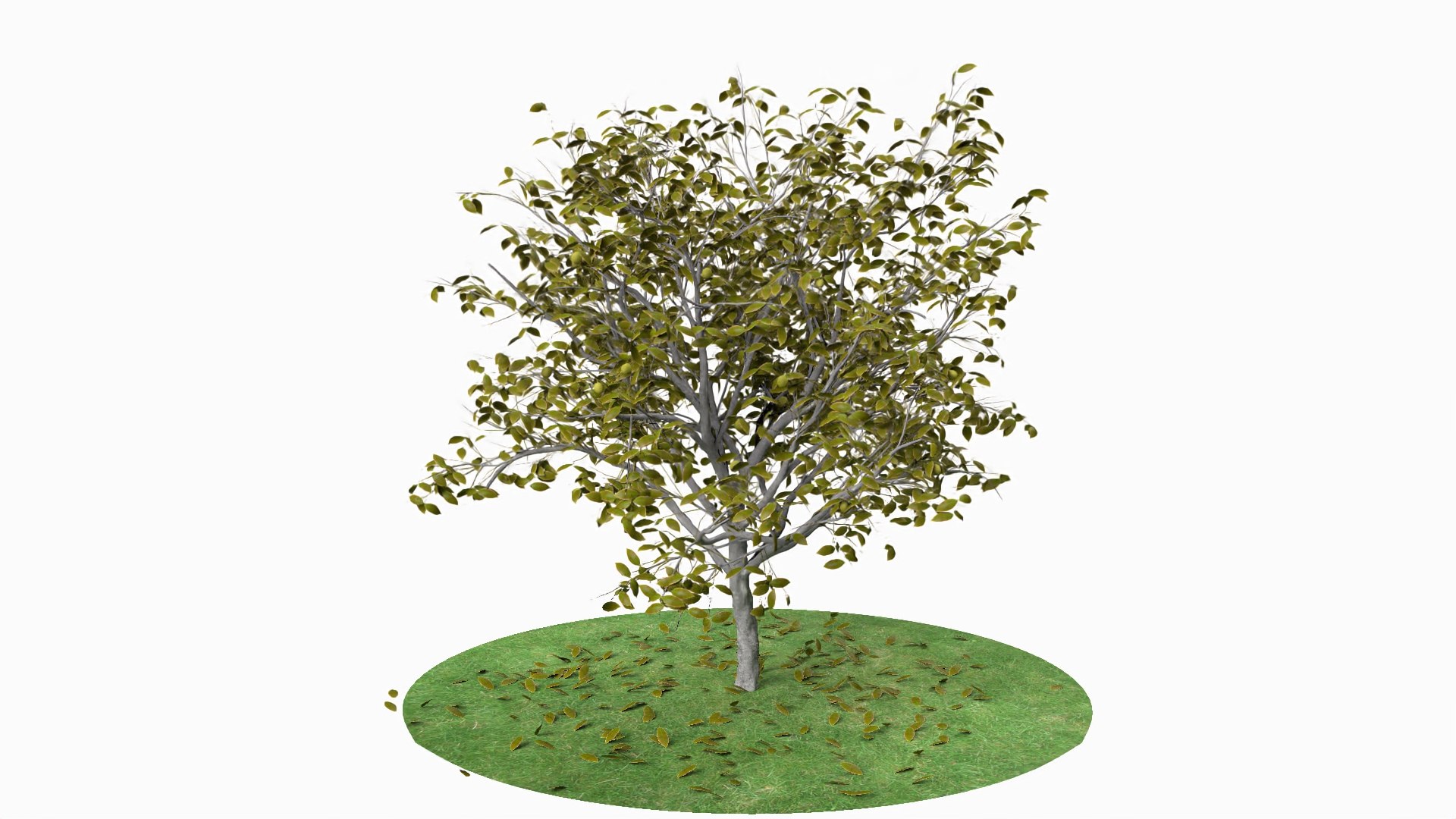 3D Model Juglans Autumn Hight - TurboSquid 1625984