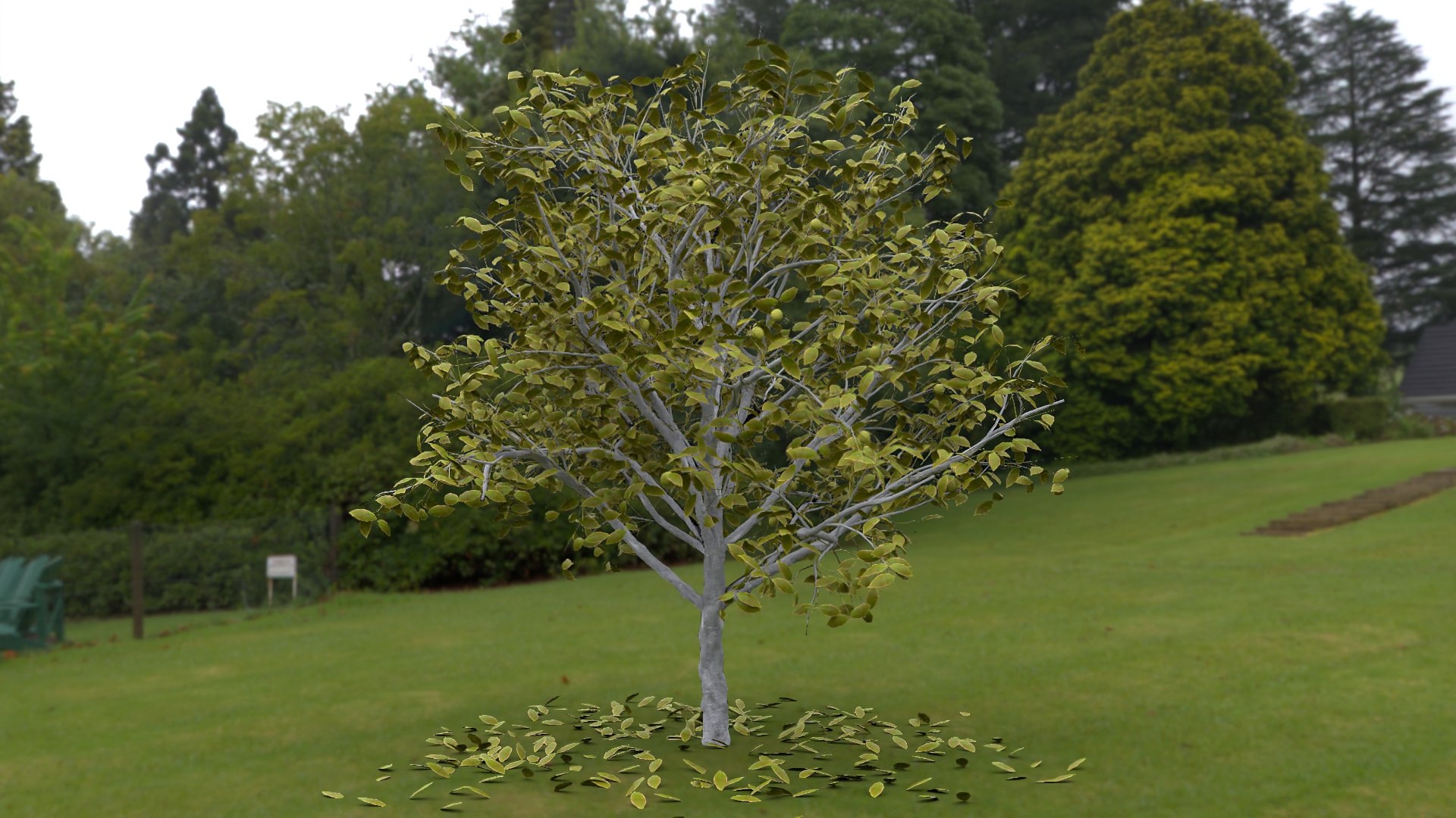 3D Model Juglans Autumn Hight - TurboSquid 1625984