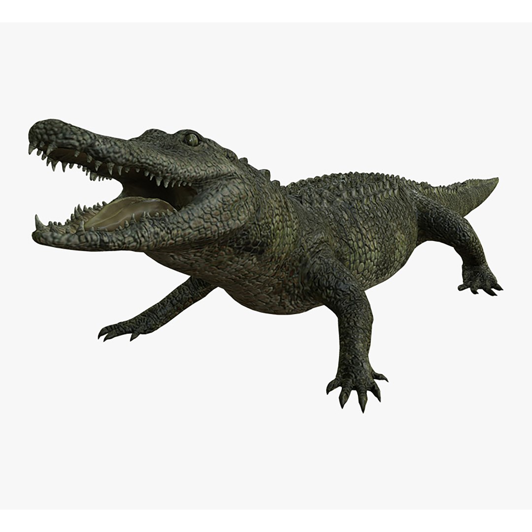 3D ALI-001 Rigged Alligator Model - TurboSquid 2383920