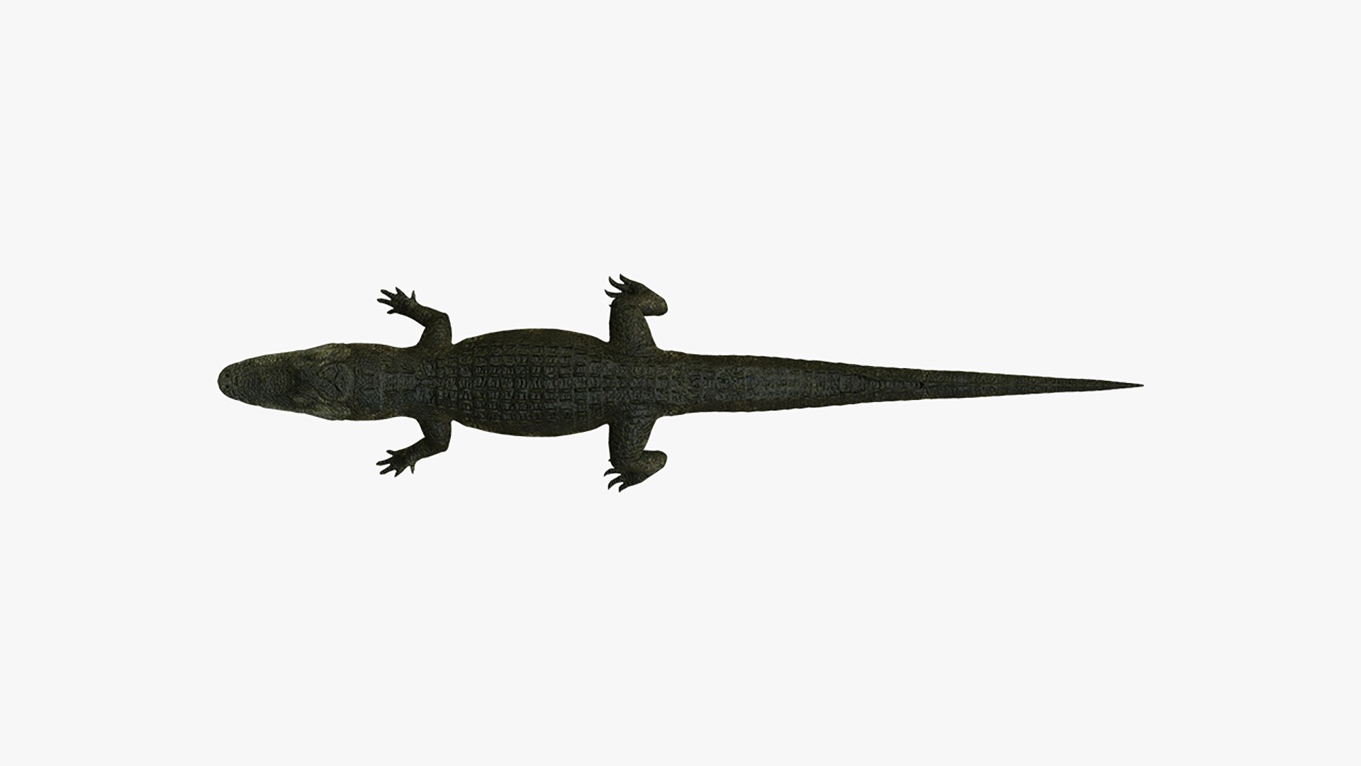 3D ALI-001 Rigged Alligator Model - TurboSquid 2383920