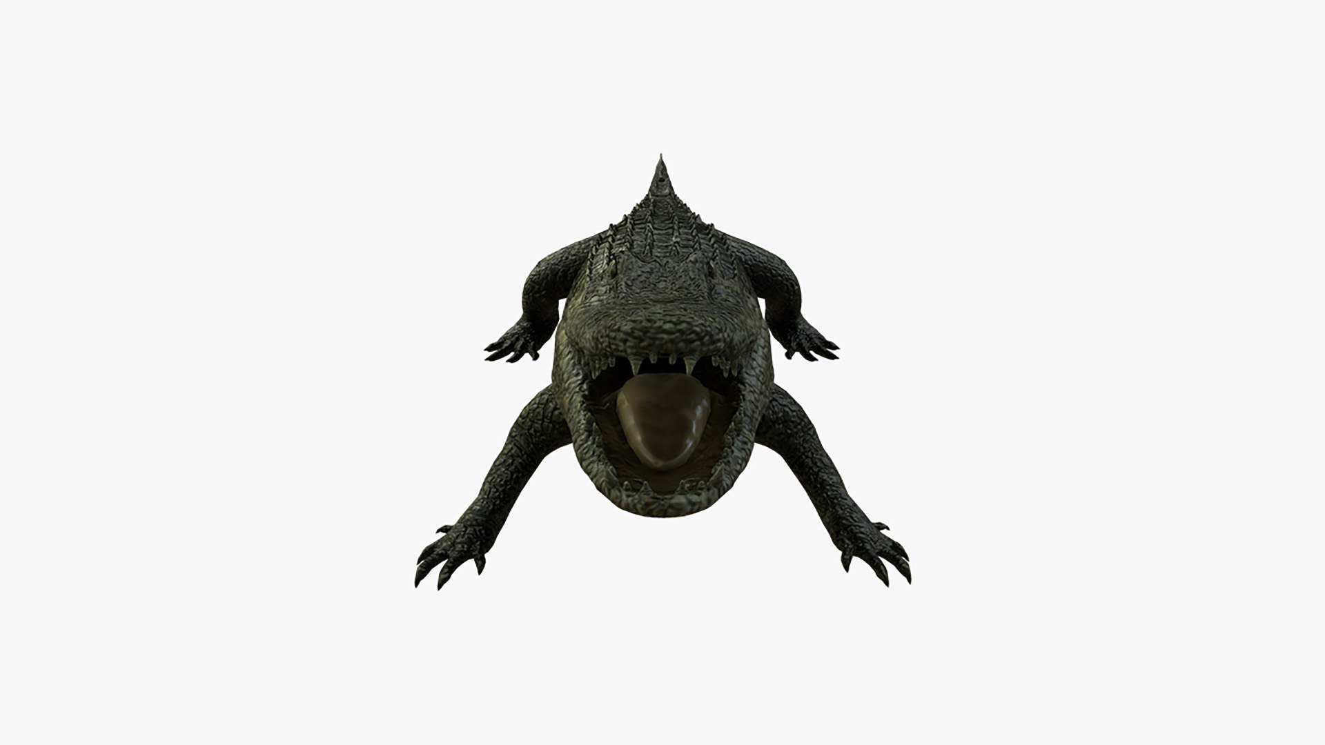 3D ALI-001 Rigged Alligator Model - TurboSquid 2383920