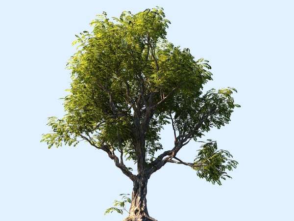 Animated Tree 3D Models for Download | TurboSquid