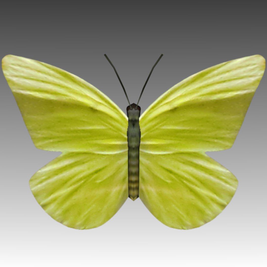 low-poly butterfly wings fly 3d model