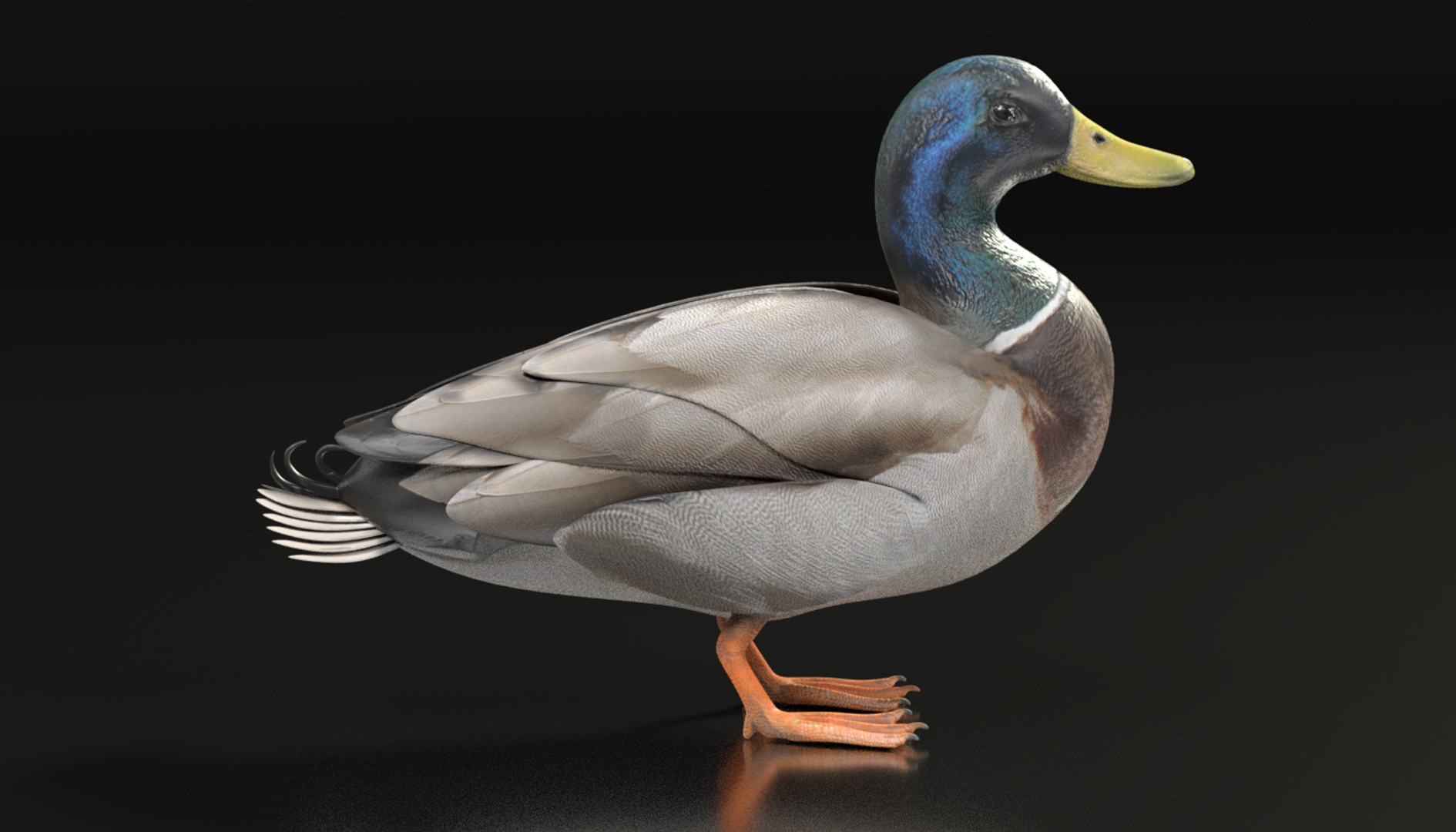 3D Wild Duck Male - TurboSquid 1160716