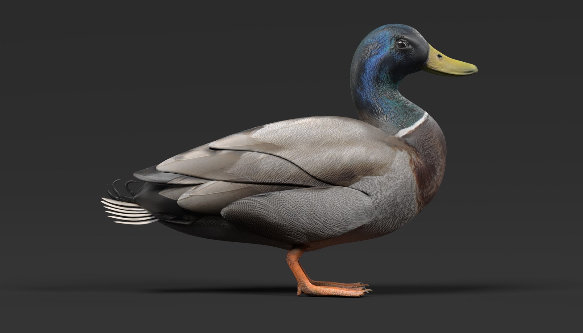 3D Wild Duck Male - TurboSquid 1160716