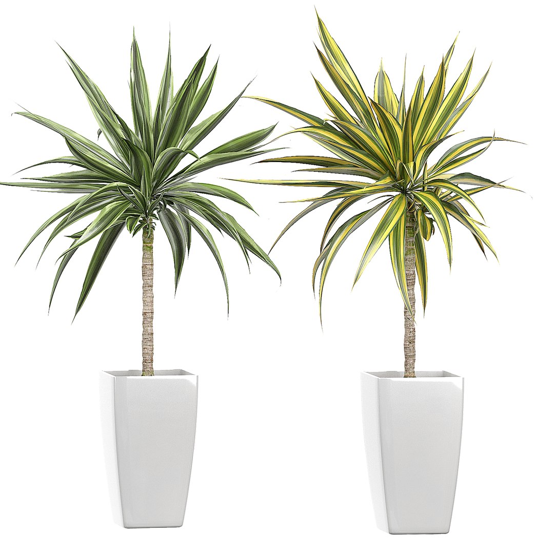 Potted Plants Set 53 Model - TurboSquid 1563189