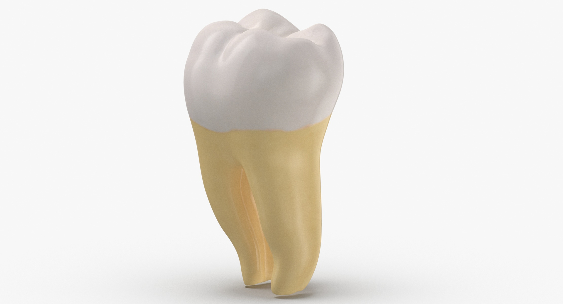 Human Lower Jaw Molars Teeth Clean and Damaged Collection - 7 models ...