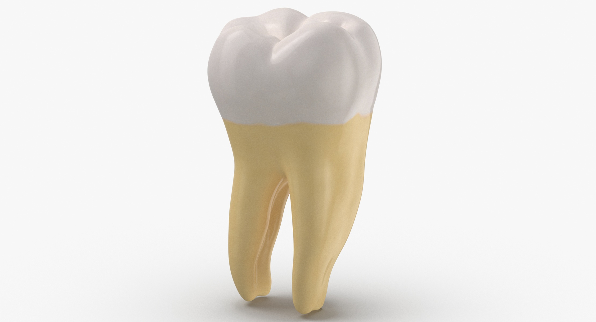 Human Lower Jaw Molars Teeth Clean and Damaged Collection - 7 models ...