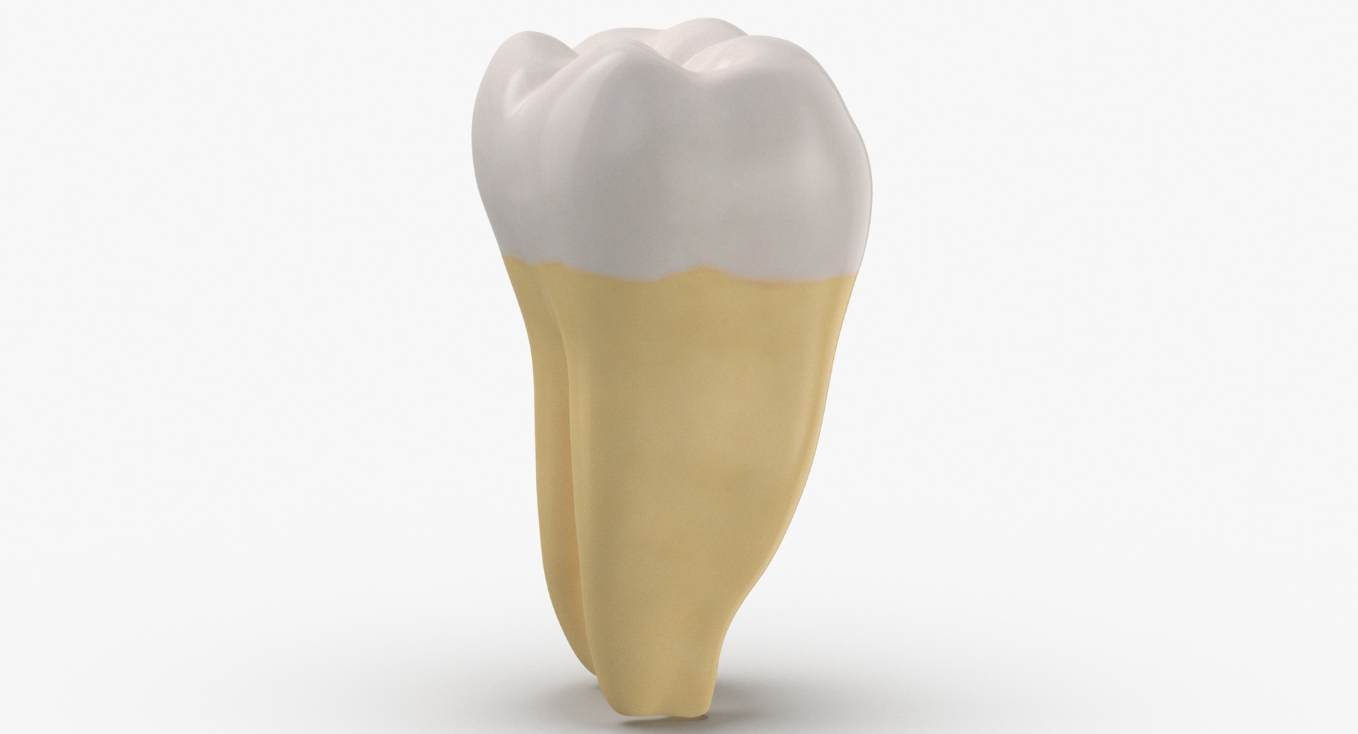 Human Lower Jaw Molars Teeth Clean and Damaged Collection - 7 models ...