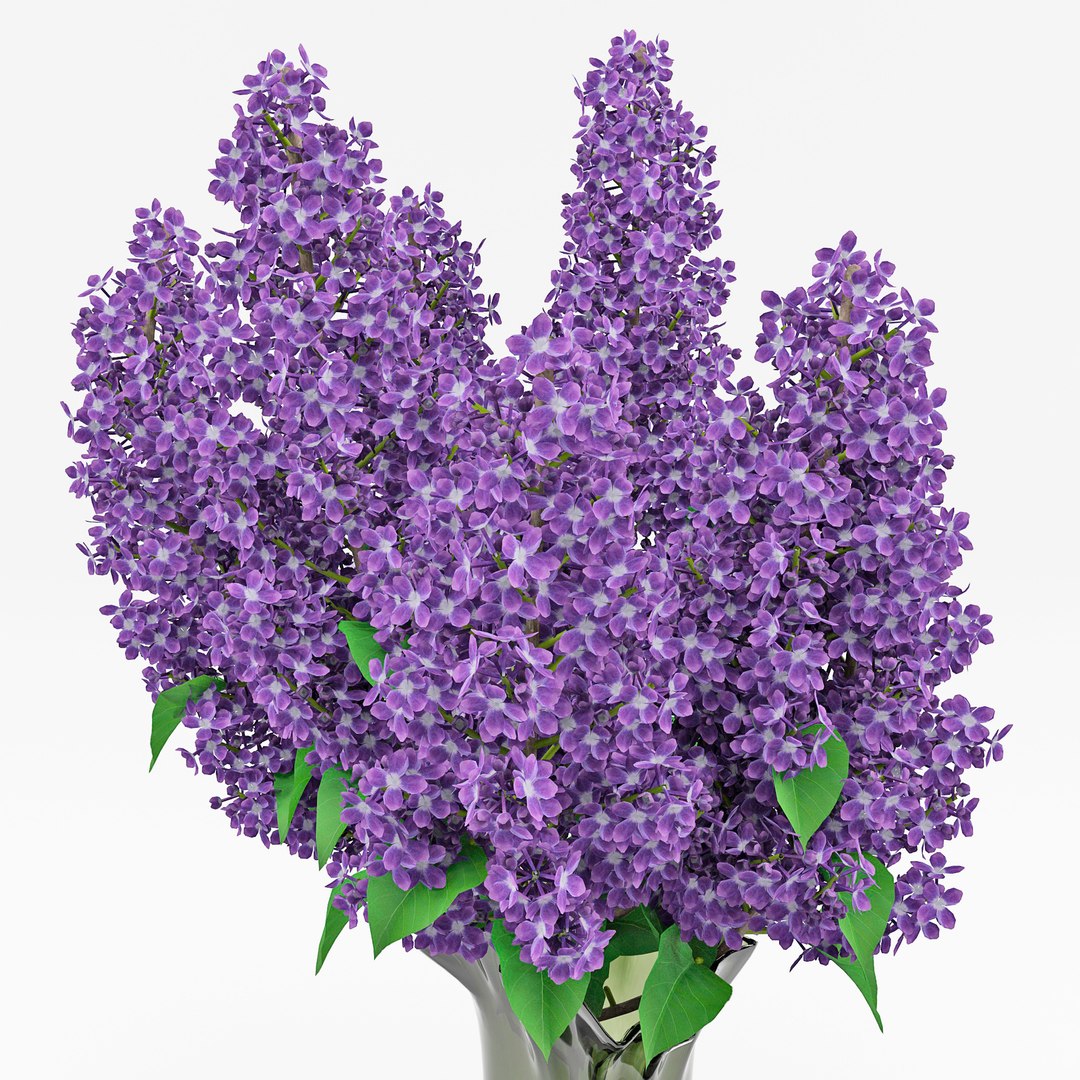 Lilac 3D model - TurboSquid 1254230