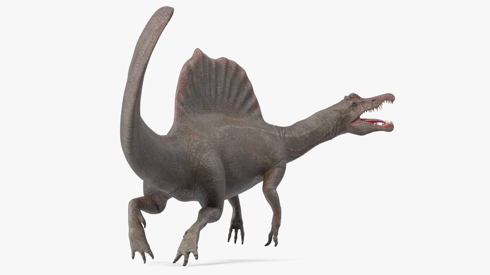 3D Spinosaurus Swimming Pose - TurboSquid 2264771