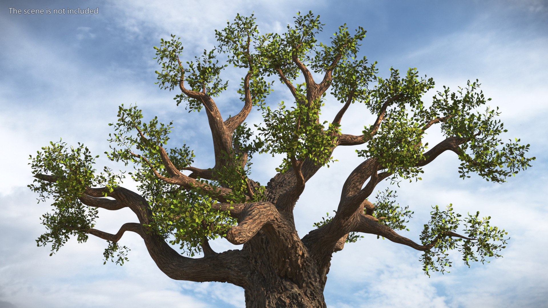 Ancient Oak Tree Natural Wood 3D Model - TurboSquid 2516107