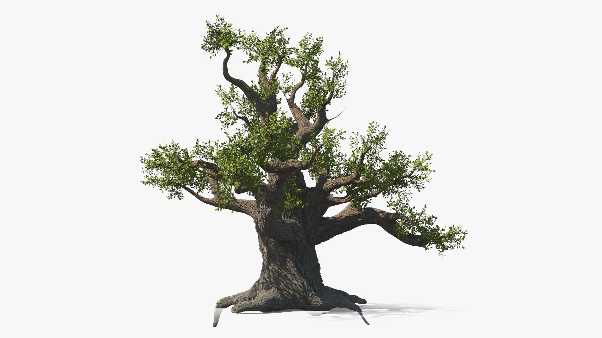 Ancient Oak Tree Natural Wood 3D Model - TurboSquid 2516107
