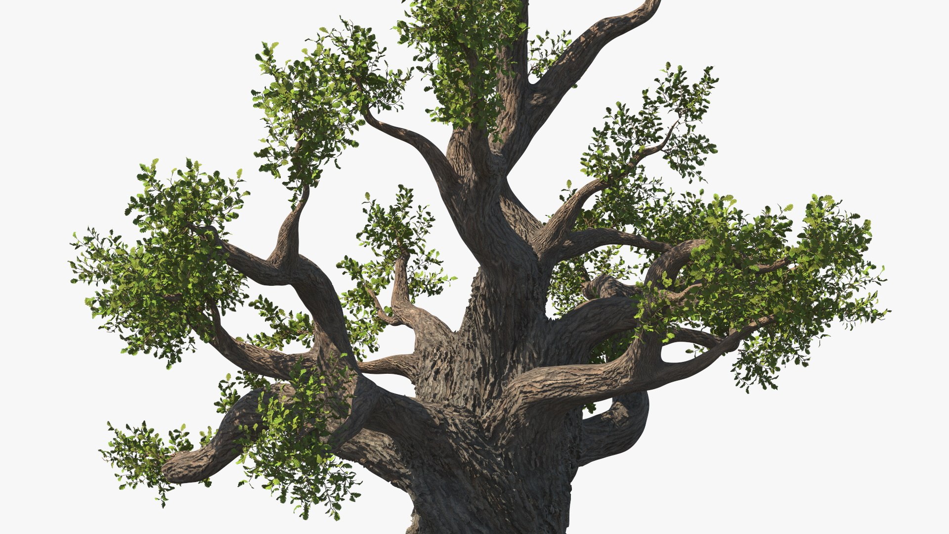 Ancient Oak Tree Natural Wood 3D Model - TurboSquid 2516107