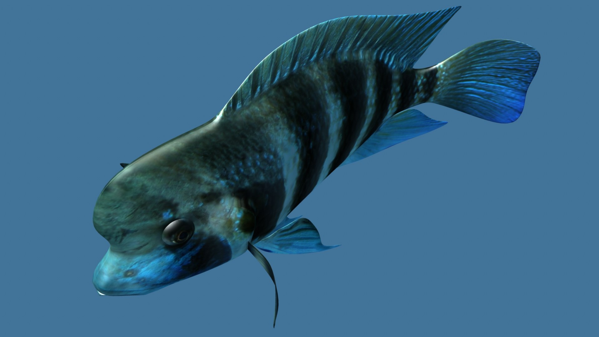 Frontosa Fish 3D Model - TurboSquid 2195061